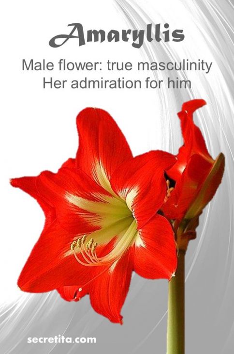 Secret language of flower-coded messages - Secretita