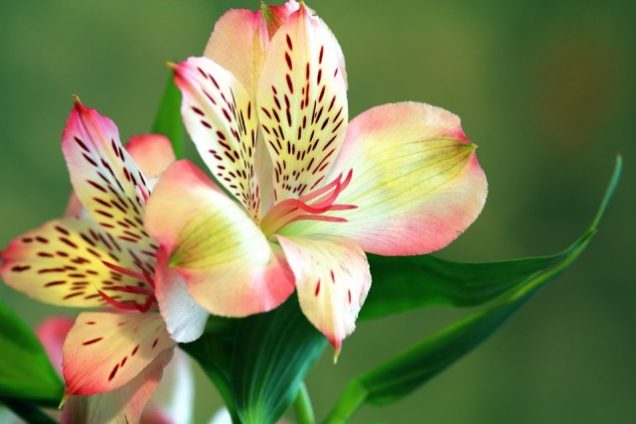 Secret language of flower-coded messages - Secretita