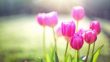Secret language of flower-coded messages - Secretita