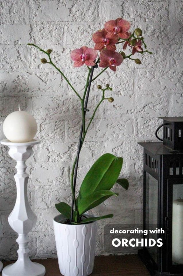 Secrets of decorating with orchids - Secretita