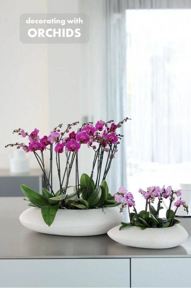 Secrets of decorating with orchids - Secretita