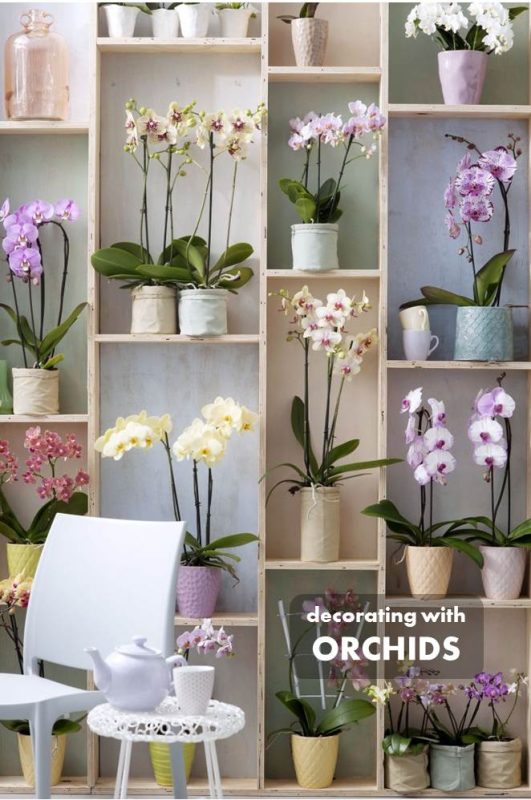 Secrets of decorating with orchids - Secretita