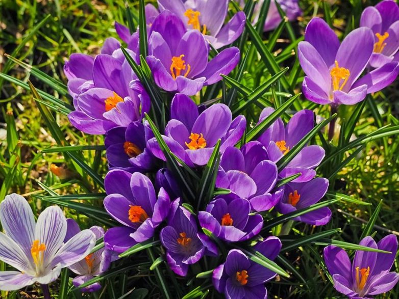 DIY saffron cosmetics recipes - Secretita