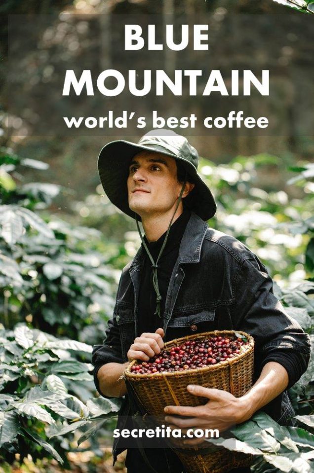 Blue Mountain – best coffee in the world - Secretita
