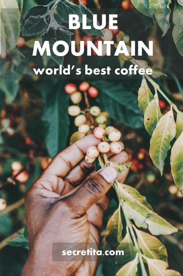 Blue Mountain – best coffee in the world - Secretita